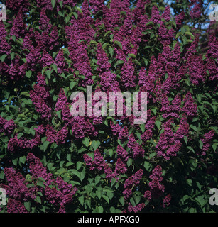 The purple flowers of the lilac Stock Photo - Alamy