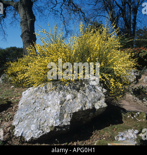 Cytisus praecox / broom ‘Allgold’ yellow pea-like flowers Erica vagans ...