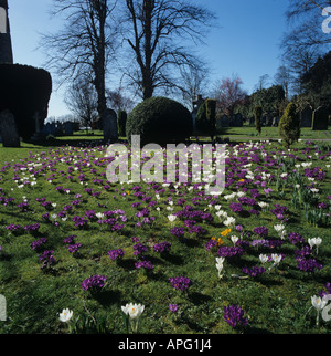 Purple Crocus flowers on spring mountain Stock Photo - Alamy