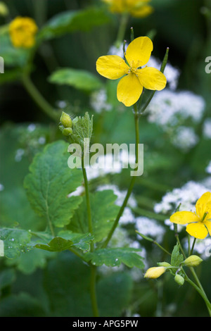 Chelidonium majus (Greater Celandine Stock Photo - Alamy