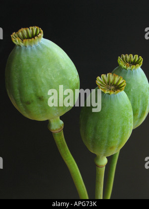 Three Poppy Heads Stock Photo - Alamy