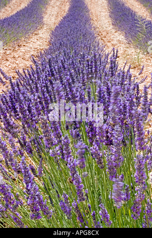 Lavandula x intermedia 'Provence' Stock Photo - Alamy