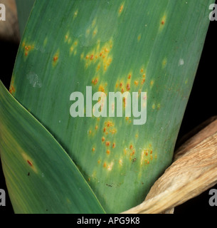Leek rust (Puccinia porri) disease on leek field crop leaves Stock ...