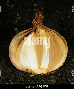 Botrytis allii (Botrytis allii), at onion Stock Photo - Alamy