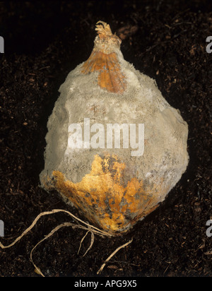 Grey mould (Botrytis cinerea) mycelium on large glasshouse tomato fruit ...