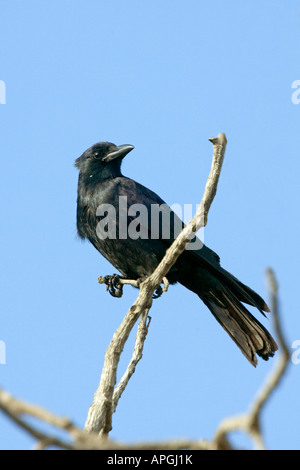 Sinaloa Crow Corvus sinaloae Sayulita Nayarit Mexico 16 January Adult ...