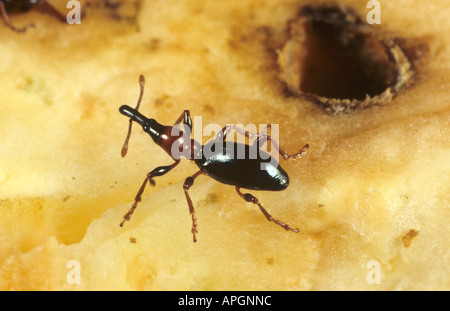 Sweet Potato Weevil (Cylas formicarius Stock Photo - Alamy