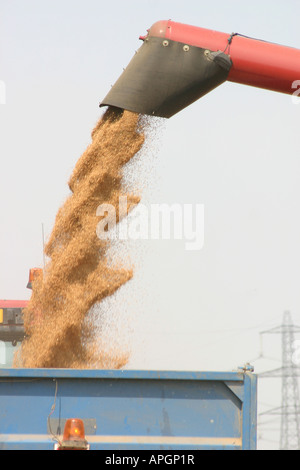 wheat grains loading tipping lorry hopper harvest Stock Photo - Alamy