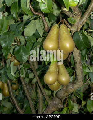 Conference pears hanging on tree in orchard Stock Photo - Alamy