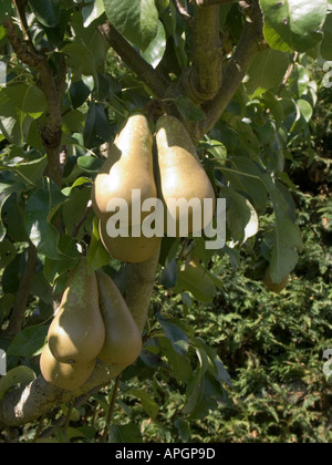 Conference pears hanging on tree in orchard Stock Photo - Alamy