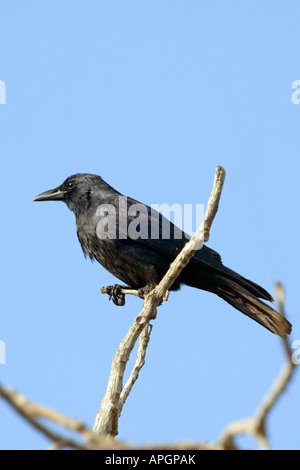 Sinaloa Crow Corvus sinaloae Sayulita Nayarit Mexico 16 January Adult ...