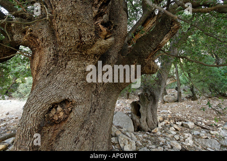 The Golan Heights Kermes Oak Quercus calliprinos on Mount Betarim the ...