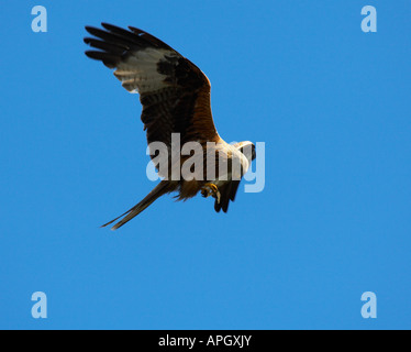 A red kite on the wing. WALES; UK: SURREAL photographs have shown the ...