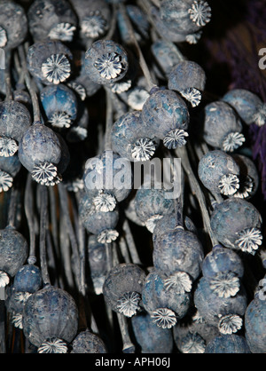 Dried poppy heads. Blue poppy. Top view Stock Photo - Alamy
