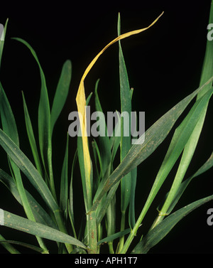 Wheat bulb fly (Delia coarctata) pest larva exposed in a wheat stem ...