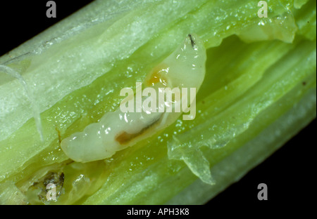 Gout fly (Chlorops pumilionis) larva in damaged wheat stem Stock Photo ...