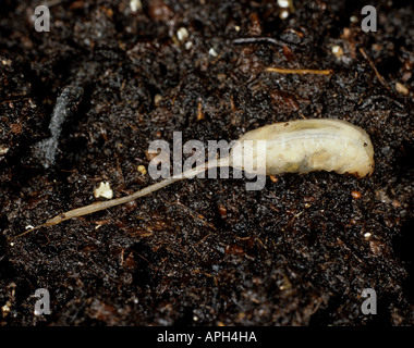 Rat-tailed maggot - Drone Fly larva Eristalis tenax Stock Photo - Alamy