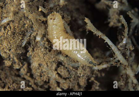 Cabbage root fly (Delia radicum) eggs Stock Photo - Alamy