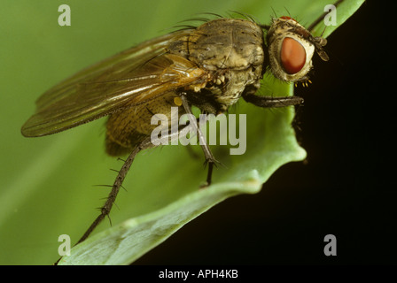 Adult cabbage root fly (Delia radicum) adult fly and serious pest of ...