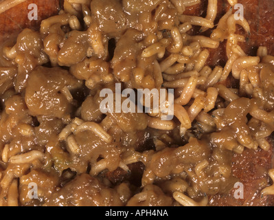 Maggots on meat Stock Photo - Alamy