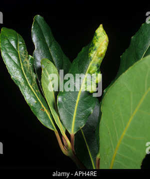 Bay sucker (Trioza alacris) blisters on bay laurel leaves Stock Photo ...