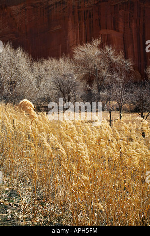 The Fruit Orchard in winter Capitol Reef National Park Southern Utah ...