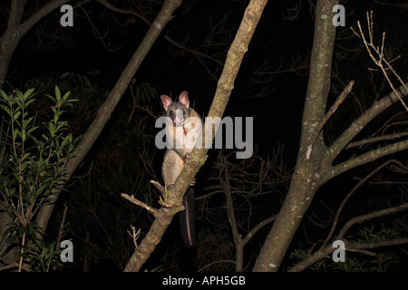 common brush tail possum, silver-grey possum, bushy-tail possum ...