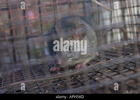 Rat caught in trap Stock Photo - Alamy
