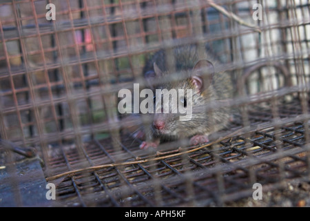 Rat caught in trap Stock Photo - Alamy