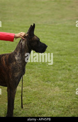 Great Dane dog, with woman in kitchen Stock Photo - Alamy