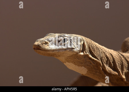 Spencer's monitor, varanus spenceri Stock Photo - Alamy