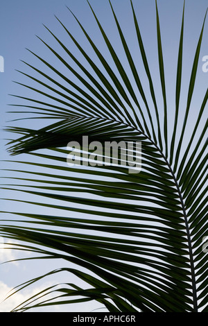 Palm leaves and fronds as graphic patterns with shadows Stock Photo - Alamy