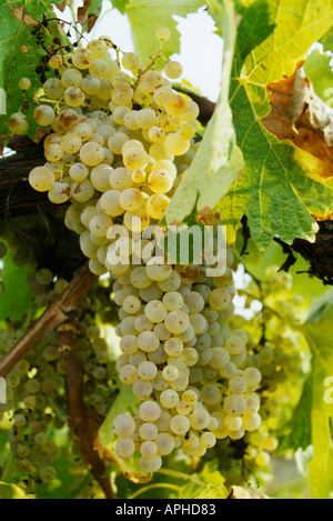 Vernaccia di San Gimignano Grape Stock Photo - Alamy