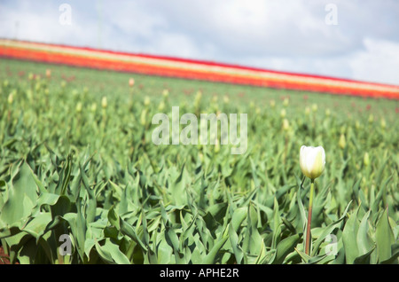 Table Cape Wynyard Tasmania An early blooming tupid stands out alone ...