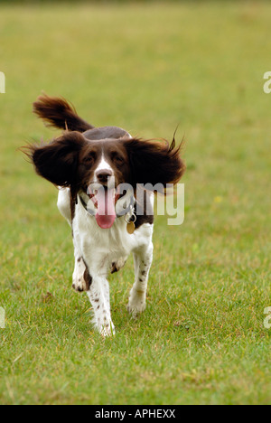 a mad springer spaniel with ears flopping or flying in the wind having ...