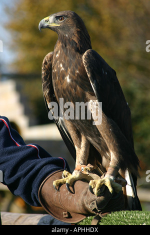 american harris hawk falconry perch perched Stock Photo - Alamy