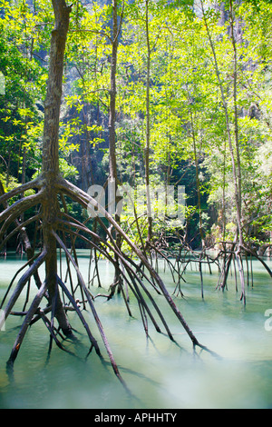 Mangroves inside a collapsed cave (hong), Ko (Koh) Phanak, Andaman Sea ...