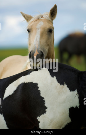 Indian ponies in South Dakota Stock Photo - Alamy