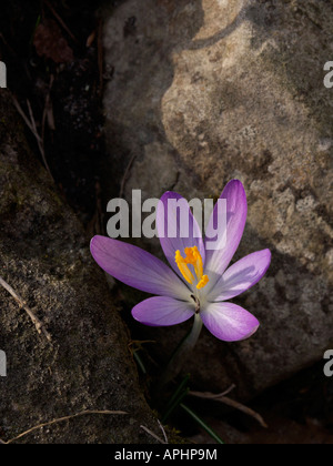 Early crocus (Crocus tommasinianus Stock Photo - Alamy