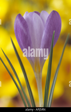 Crocus biflorus subsp. tauri. Close up of light and dark blue spring ...