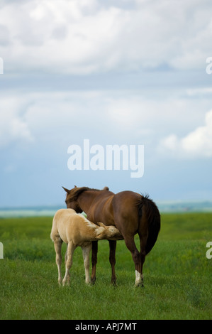 Indian ponies in South Dakota Stock Photo - Alamy