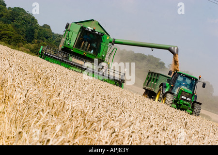 Combine harvester emptying a load of wheat through the auger into a ...