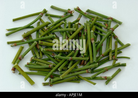 Country Mallow Joint Fire Ma huang Cao Ma Huang Chinese ephedra ...