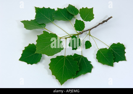 Aspen (Populus tremula), twig with fresh leaves, studio picture Stock ...