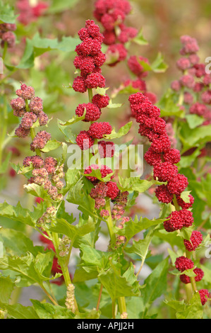 Strawberry Blite, Blite Goosefoot, Strawberry Spinach, Indian Paint ...