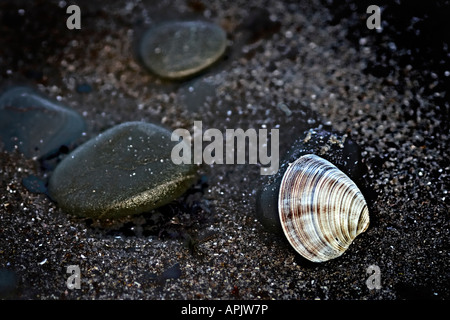 a seashells in the sand on the seashore Stock Photo - Alamy
