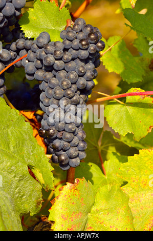 Vine and bunch of black grapes in a field. Bunches of red grapes ...