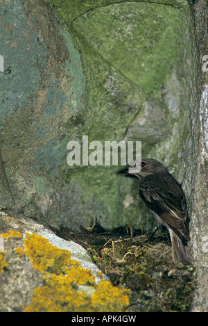 Muscicapa striata. The nest of the Spotted Flycatcher in nature. Russia ...