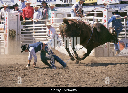 Bull rider getting bucked off his mount at Chillagoe Rodeo. Chillagoe ...