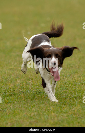 a mad springer spaniel with ears flopping or flying in the wind having ...